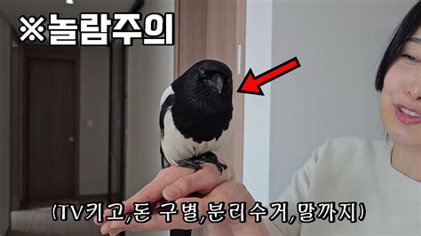 ※신기함주의 죽기 직전 구조한 아기까치 키워보니 Iq가 높은 천재까치로 돌변한 이유는 Youtube