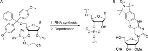 A Phosphoramidite Monomer Building Block Pg Is A Protecting Group Download Scientific