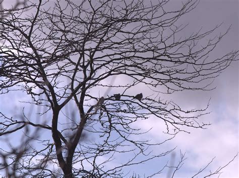 Mamiya Rz67 Aptus Leaf 65 Phase One Adapter Hasselblad V Mount