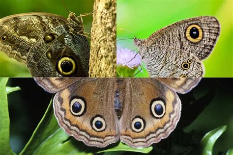 Are Butterflies Eyes On Their Wings At Oliver Howell Price Blog