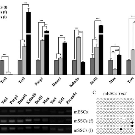 Isolation And Identification Of Mouse Spermatogonial Stem Cells