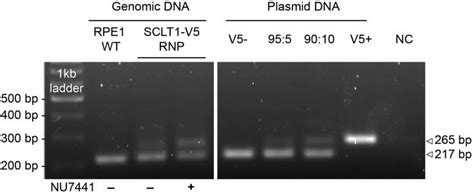 P3 Primary Cell Full Electroporation Buffer Lonza Bioz
