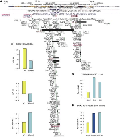 Candidates For The Transcription Factors Regulating The Mir 183 96 182