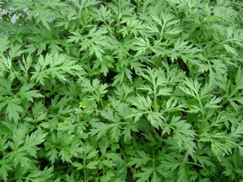 艾草图片青团 做青团的草图片 艾草图片 大山谷图库
