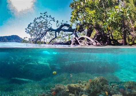 The Coastal Triangle Of Life Interconnection Of Mangroves Seagrass