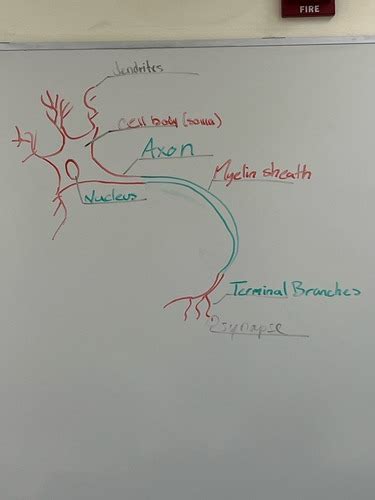 psyc 220 exam 1 chapters 1 5 flashcards quizlet