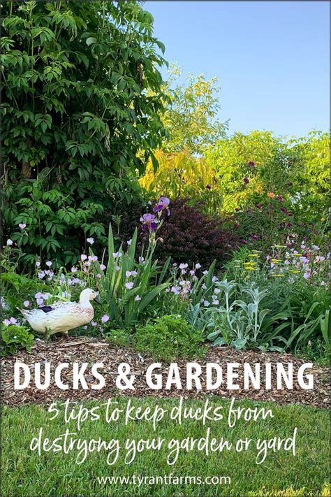 5 Tips To Keep Your Ducks From Destroying Your Yard Or Garden