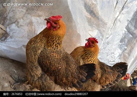 两只母鸡侧面高清图片下载 红动中国