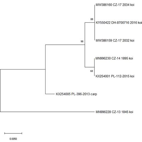Phylogenetic Analysis Of The 357 Bp Nucleotide Sequence Encoding The Download Scientific