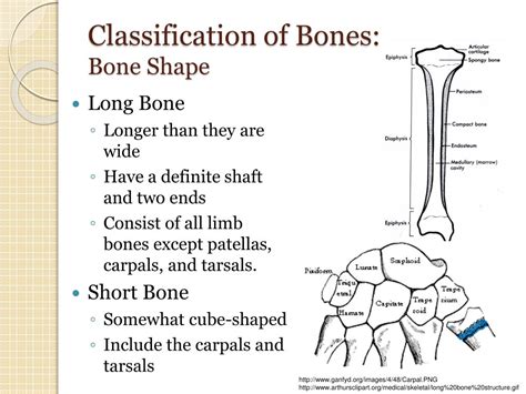 Ppt The Skeletal System Powerpoint Presentation Free Download Id3789890