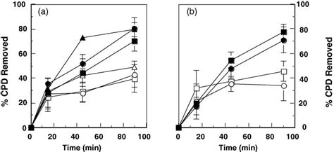 Strand Specific Repair Of Cpds Within The Yeast Rpb2 Gene After Uv