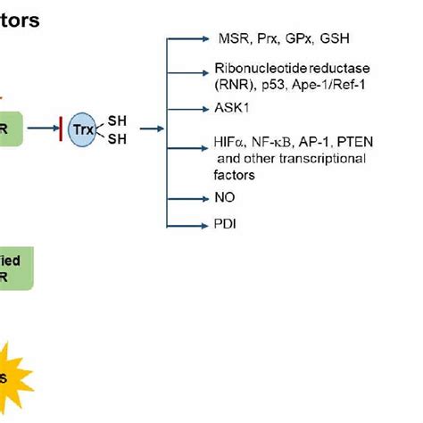 Thioredoxin Reductase Trxr As A Novel Target For Cancer Therapy Gold Download Scientific