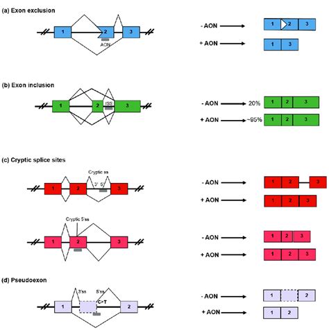 Antisense Oligonucleotides Aons Therapies Are Used To Correct