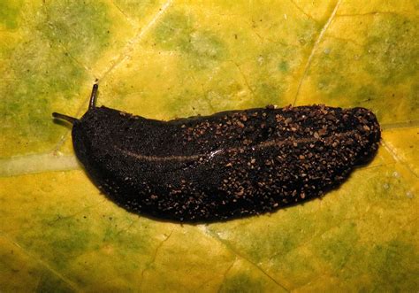 Tropical Leatherleaf Slug Laevicaulis Alte Bali Wildlife