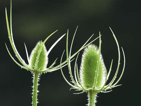 Teasel 꽃들 종자 머리 Pixabay의 무료 사진 Pixabay