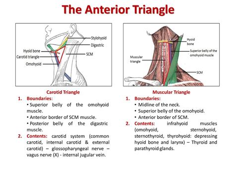 Roof Of Posterior Triangle Of Neck