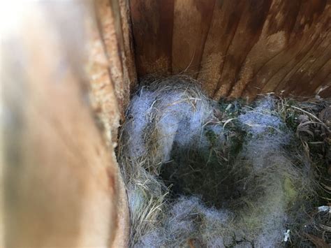 My First Ever Chickadee Nest Box Tragedy Birdoculars