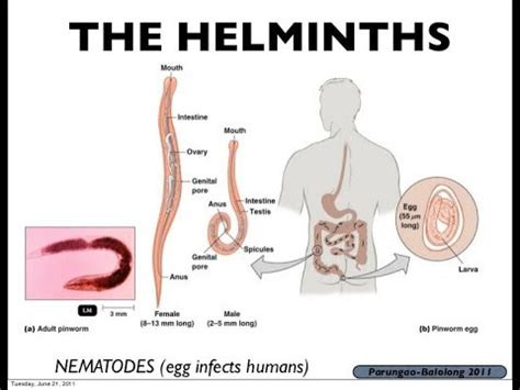 Microbiology Of Helminths Immunity YouTube