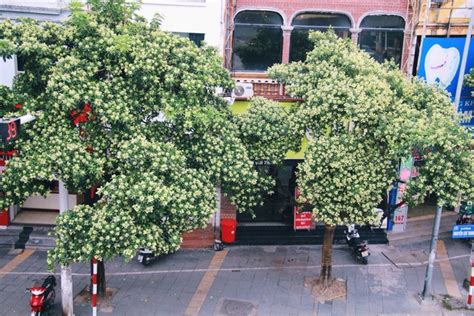 Dân Sinh Hoa Sữa Gây Hại Cho Sức Khỏe Con Người Như Thế Nào Báo Dân Trí