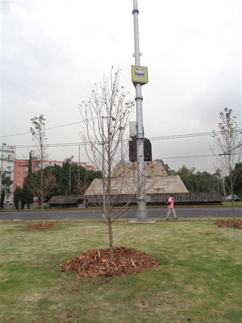 Reforestación CDMX