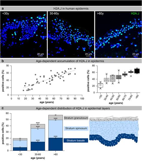 Age Dependent Accumulation Of H2aj In Human Epidermis A If