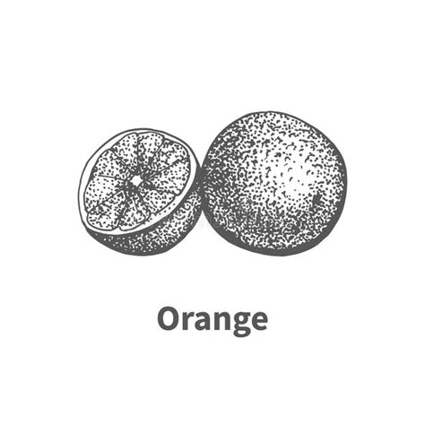 Foetus Vintage Stock Illustrations 56 Foetus Vintage Stock Illustrations Vectors And Clipart