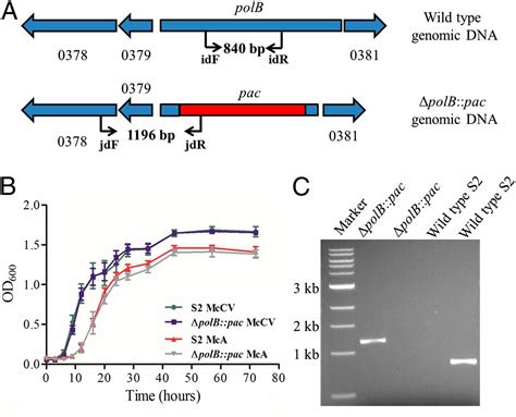 Genome Scale Analysis Of Gene Function In The Hydrogenotrophic Methanogenic Archaeon