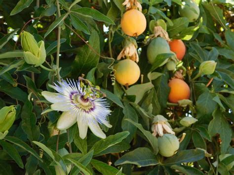 1800 Flower And Green Leaves Of Granadilla Passion Fruit Plant Stock
