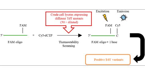 Product Focus Enzyme Assisted Terminal Internal Dna Click 55 Off