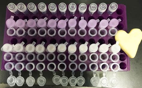 Matteolab Org Qiagen DNeasy Plant Mini Kit Setup Ingrid Added