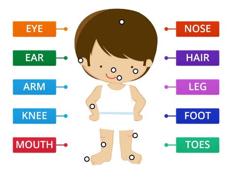 Label The Body Parts Labelled Diagram