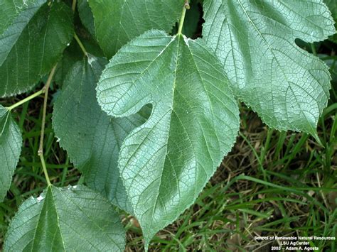 Mulberry Tree Identification