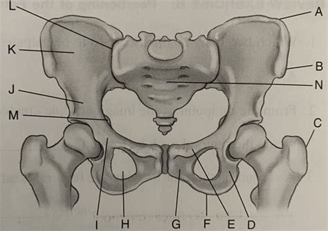 Chapter 7 Femur And Pelvic Girdle Review Flashcards Quizlet