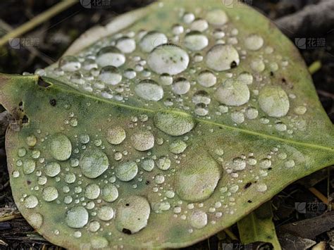 树叶上雨滴的特写