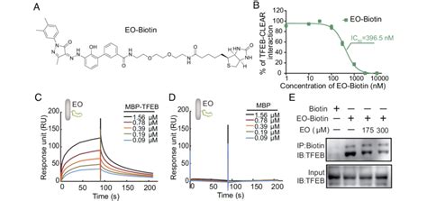 Binding Affinity Between Eo And Tfeb Was Quantified By A Biotinylated