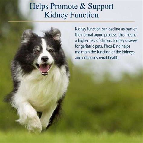 Rx Vitamins Phos Bind Powder Pet Supplies Online Store