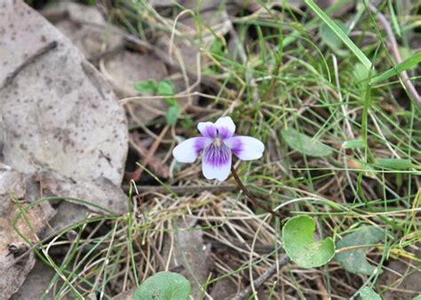 Australian Plants Violaceae