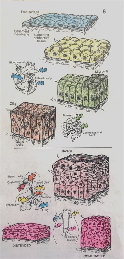 Epithelial Tissue Quiz Diagram Quizlet