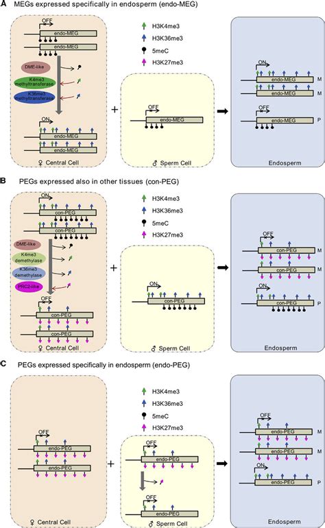 Possible Model Of Epigenetic Silencing And Activating Dynamics At