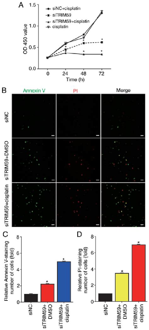 Trim59 Knockdown Enhances Eca109 Cell Chemo Sensitivity To Cisplatin