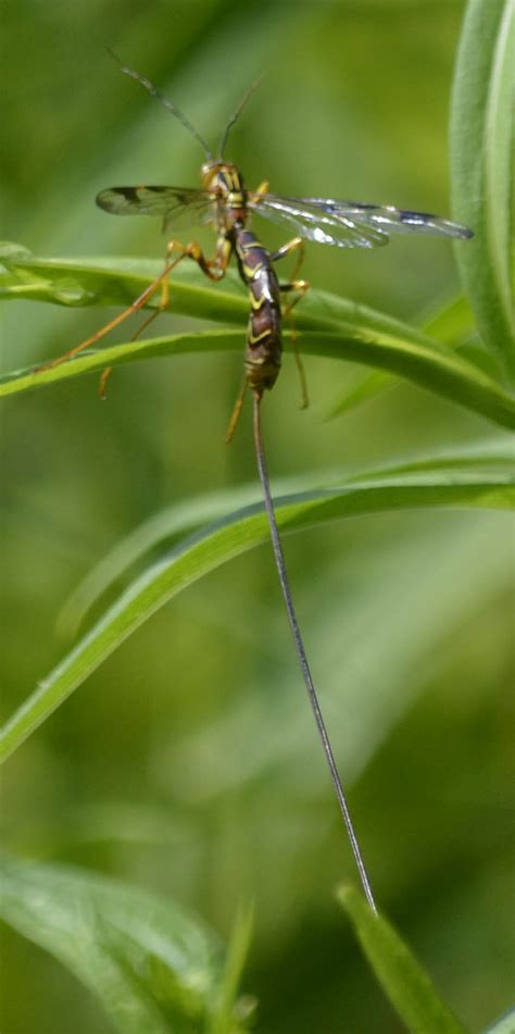 What Is This Wasp With A 4 Inch Long Thready Tail Natural Crooks