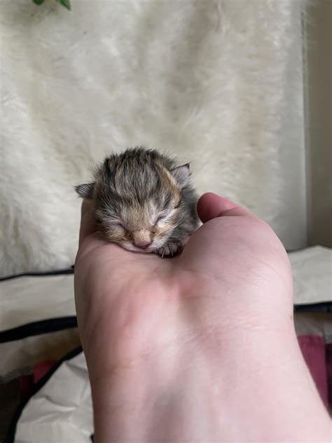 Someone Said She Was Illegally Smol Do You Agree Rillegallysmol