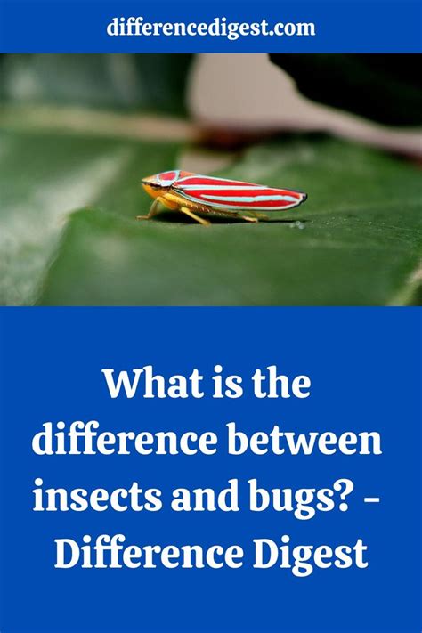 Difference Between Insects And Bugs