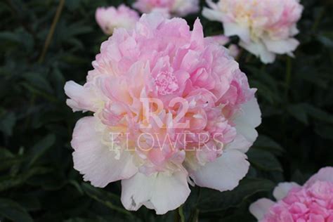 Raspberry Sundae R2 Flowers Bv Broker In Paeonia