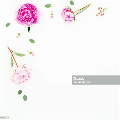 분홍색 모란 꽃과 유칼립투스 잎흰색 꽃 구성 플랫 레이 상단 보기 복사 공간 0명에 대한 스톡 사진 및 기타 이미지 0명 개념 개념과 주제 Istock