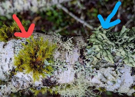 Mutualism Examples Lichen
