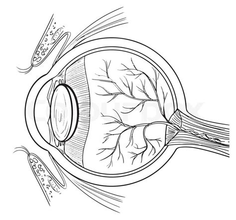 Outline Illustration Of The Human Eye Anatomy Stock Vector Colourbox