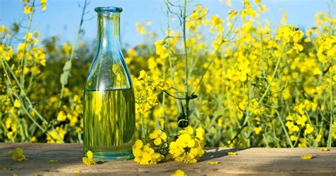 Aceite de nabina qué es dónde lo encontramos y efectos en la salud