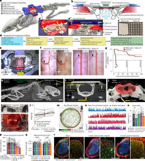 Awake Spinal Imaging Experimental Overview And Designs A Spinal Cord