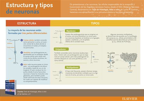 Tipos De Neuronas Y Funciones